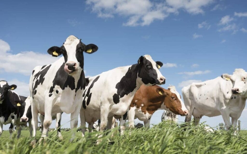Equilac® I Horse milk in a handy capsule
